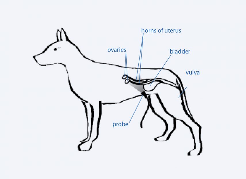 Breeders | ViiSona